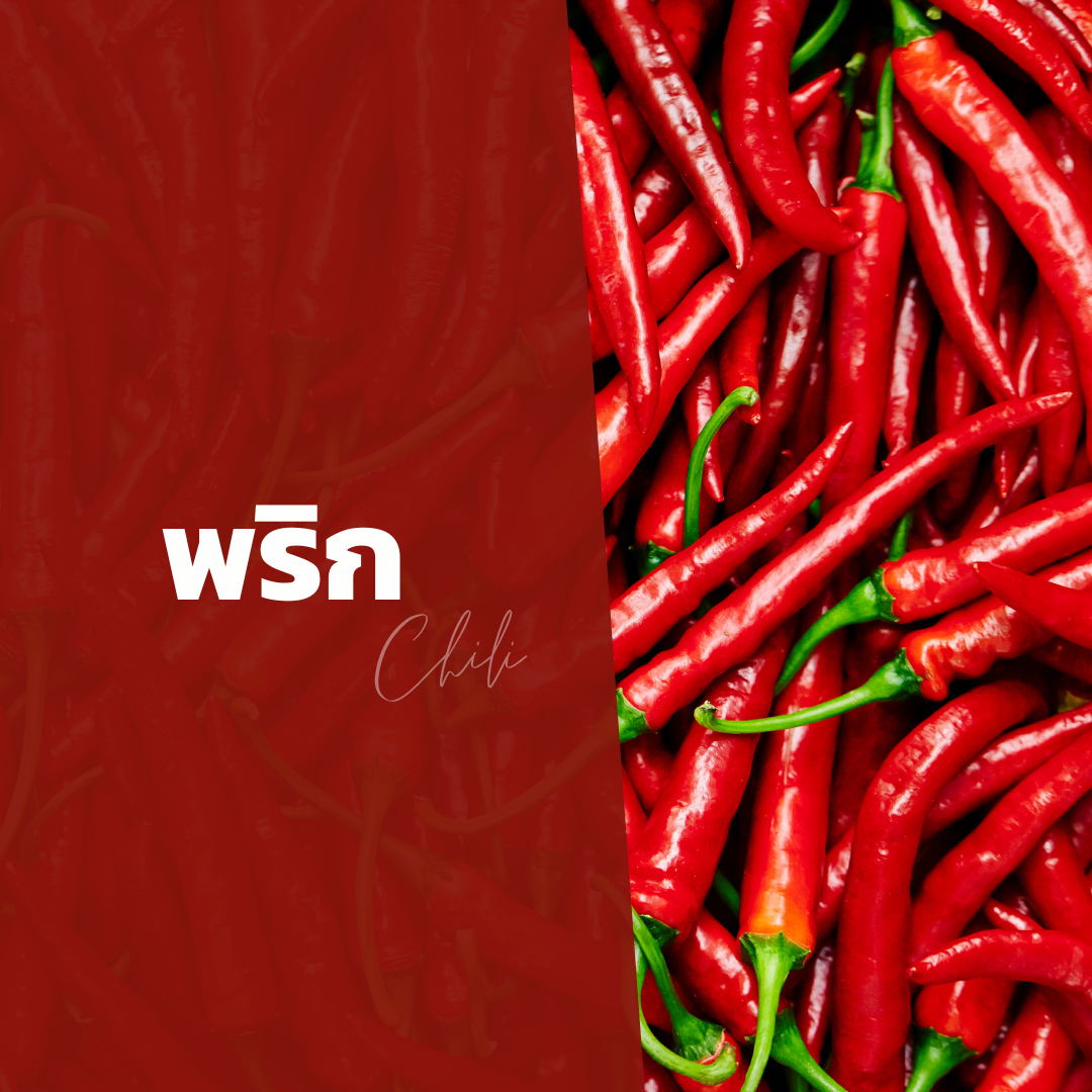 พริก – คลังความรู้เกษตร กรมส่งเสริมการเกษตร