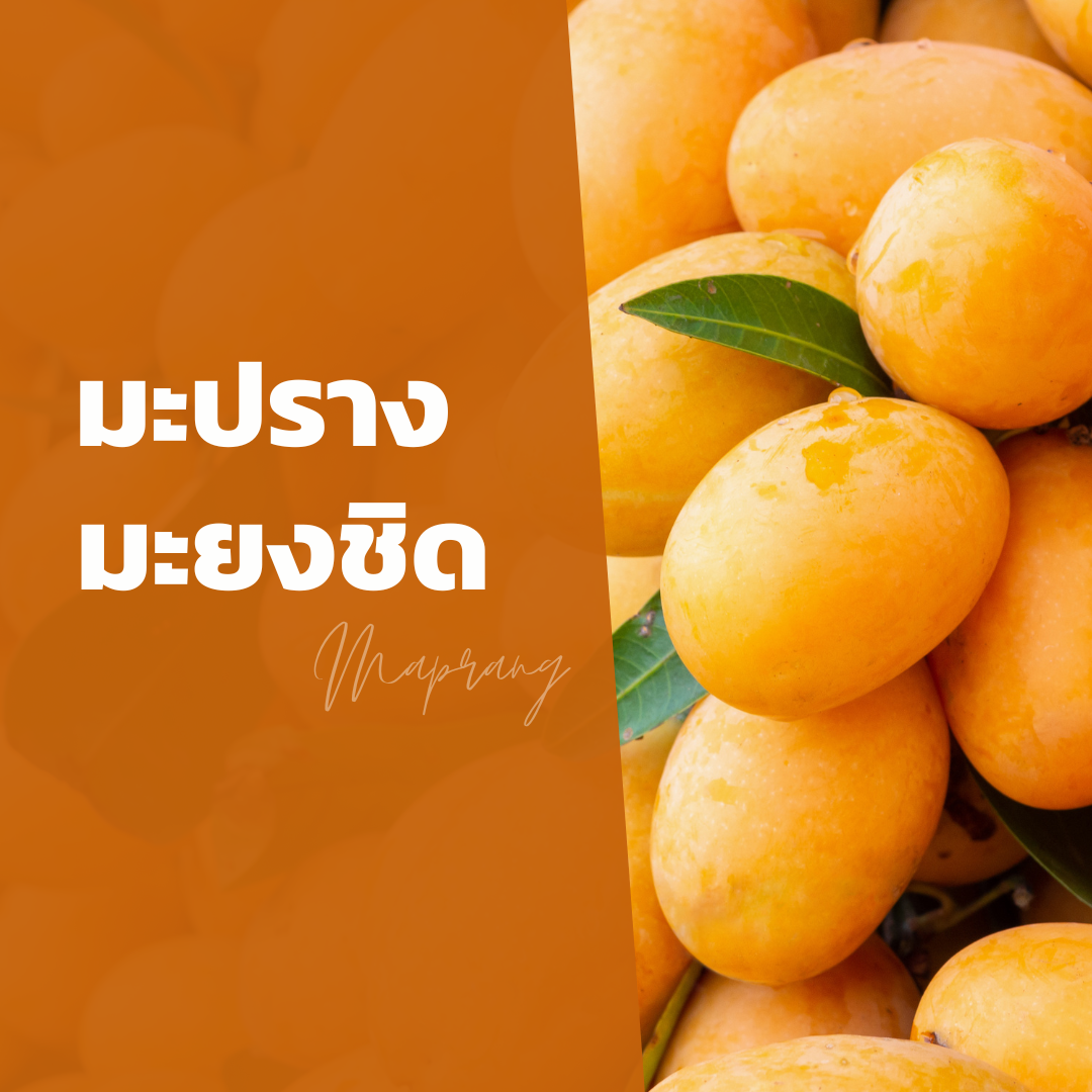 มะยงชิดนครนายก จ.นครนายก – คลังความรู้เกษตร กรมส่งเสริมการเกษตร