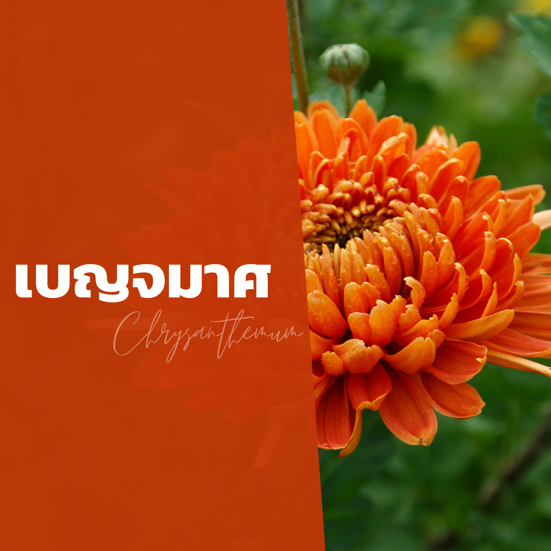 การผลิตเบญจมาศพันธุ์ดี – คลังความรู้เกษตร กรมส่งเสริมการเกษตร